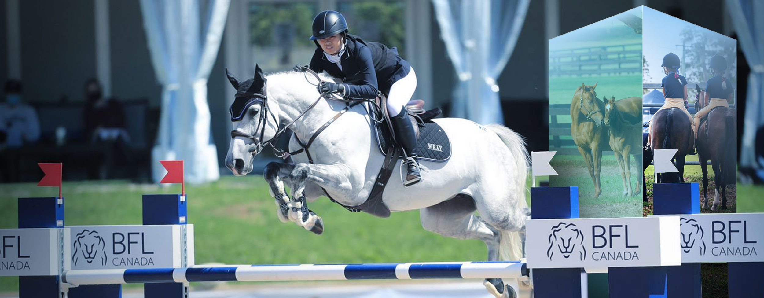 Horse insurance / OEF insurance | Equine insurance | BFL CANADA